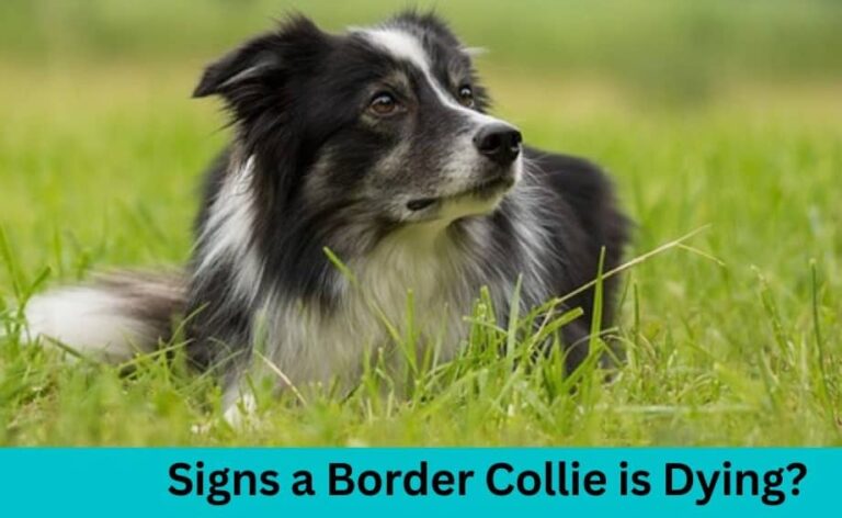 Signs a Border Collie is Dying?