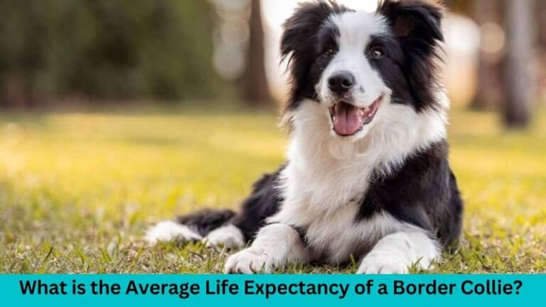 What is the Average Life Expectancy of a Border Collie?