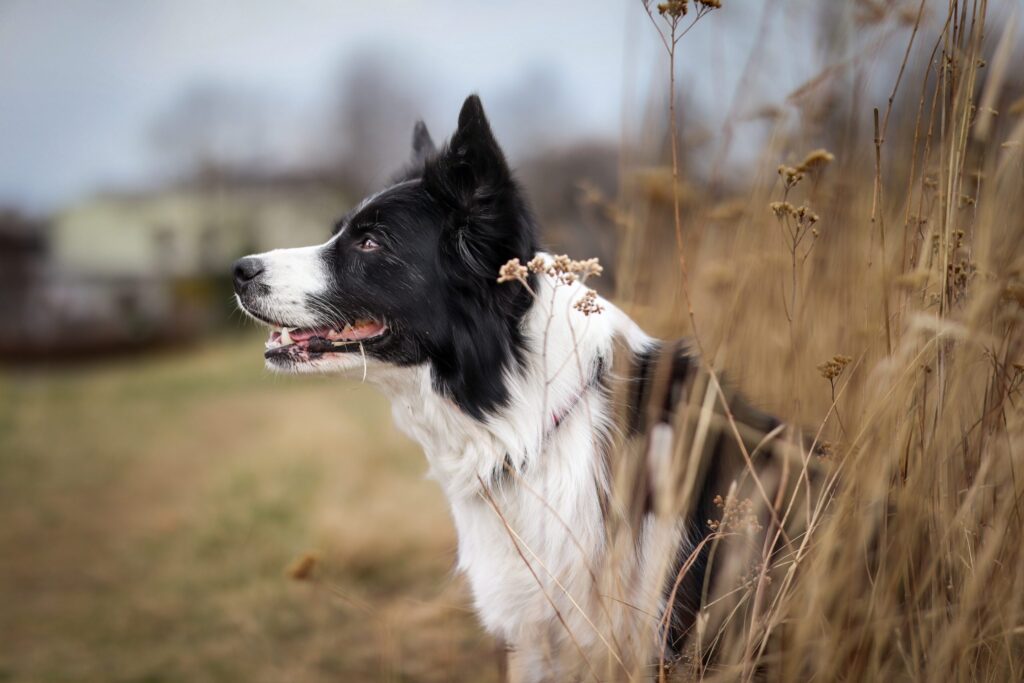 Are Border Collies Hunting Dogs: Unveiling Their True Nature - Border ...