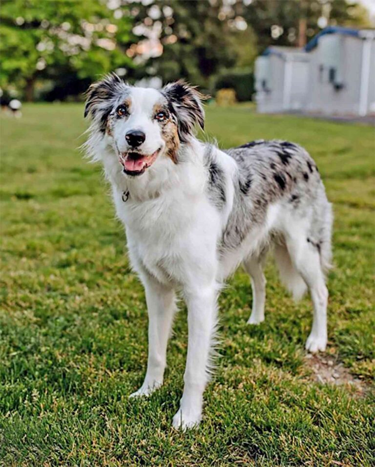 Best Food for Border Collie Puppy Australia - Border Collie Hub