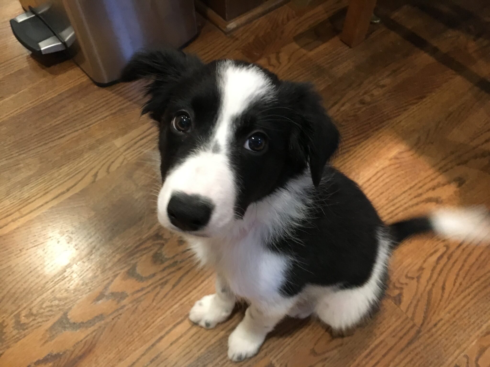 How Border Collie Puppy - Border Collie Hub