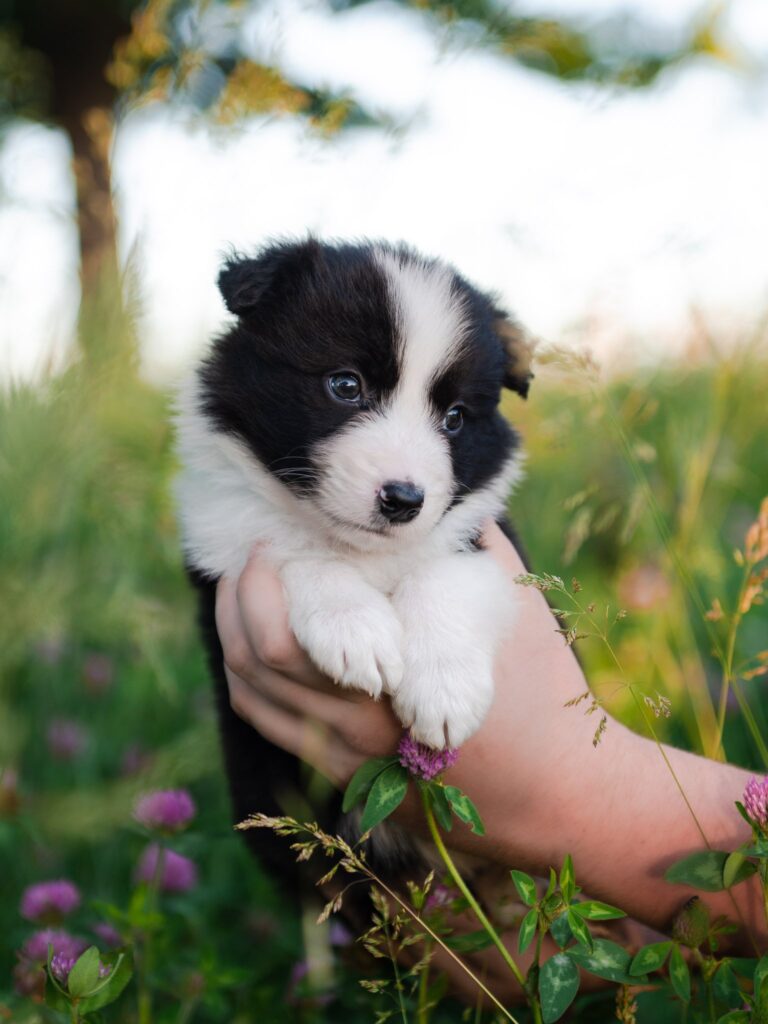 Prices for Border Collie Puppies - Border Collie Hub