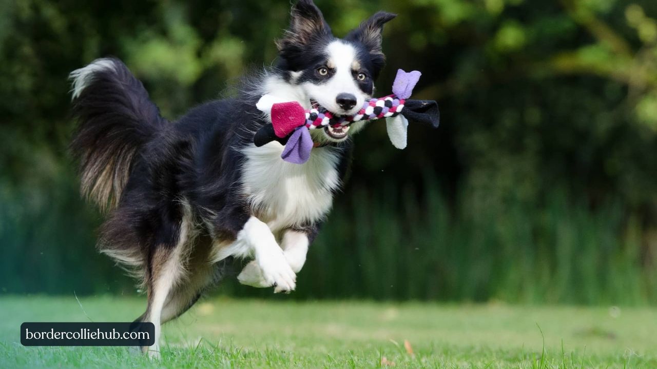 What Mental Stimulation Do Border Collies Require? 7 Daily Essentials ...