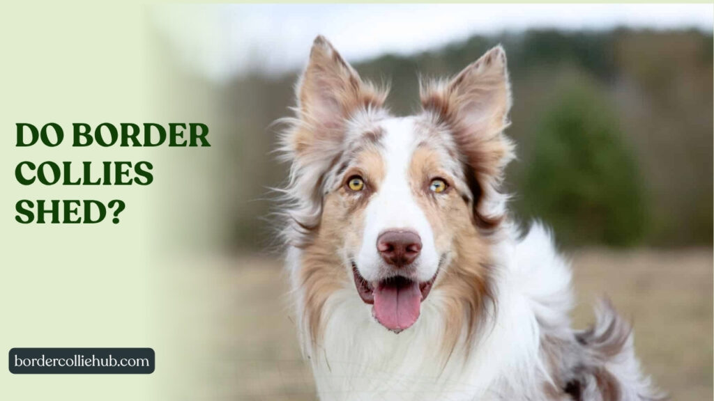 Do Border Collies Shed? A Complete Guide