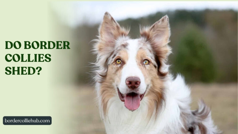 Do Border Collies Shed? A Complete Guide