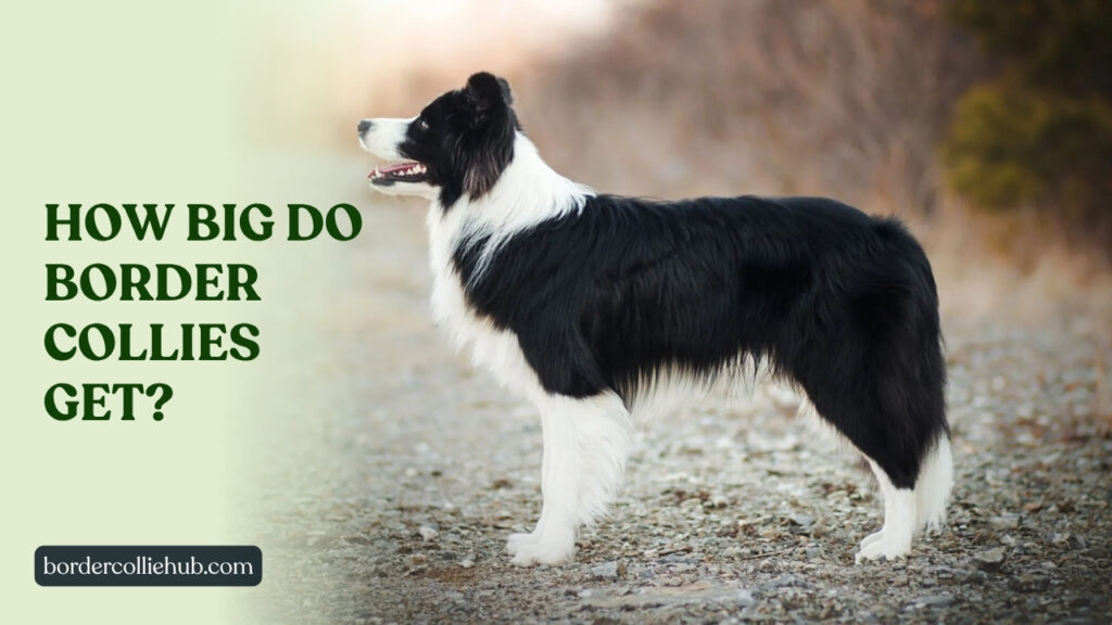 How Big Do Border Collies Get? Growth Stages, Size Charts, and What to ...