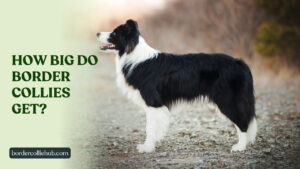 How Big Do Border Collies Get? Growth Stages, Size Charts, and What to ...