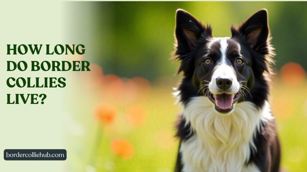 How Long Do Border Collies Live? - Border Collie Hub