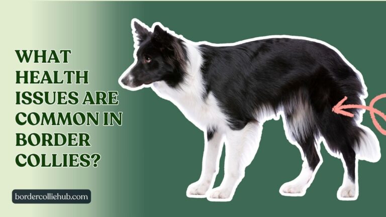 What Health issues are Common in Border Collies?